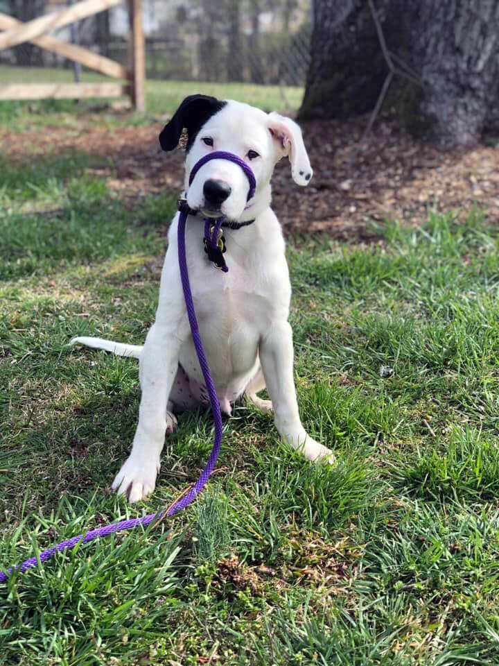 Slip Leashes. – TT Dogs Unleashed