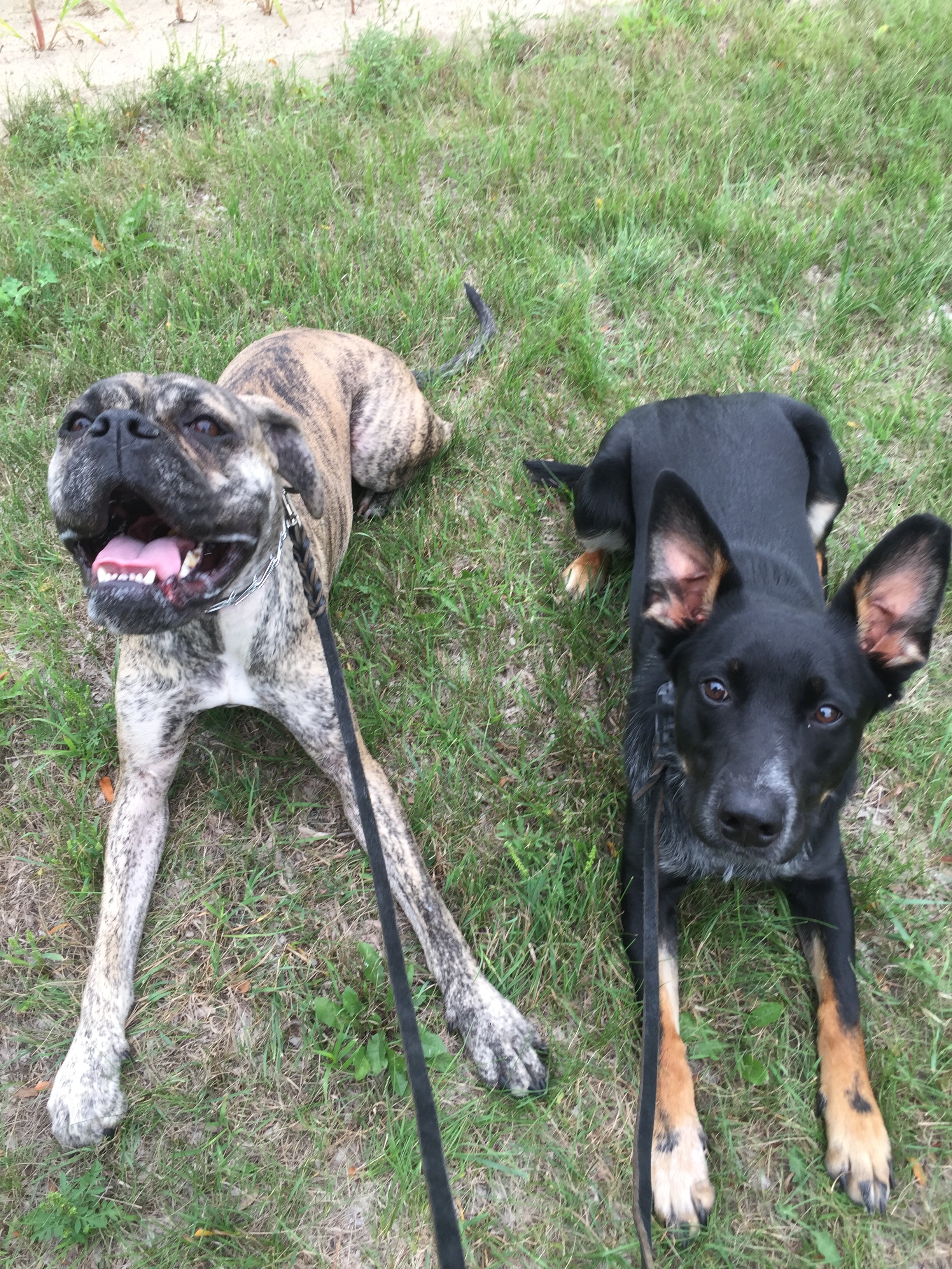 Add on Training – TT Dogs Unleashed